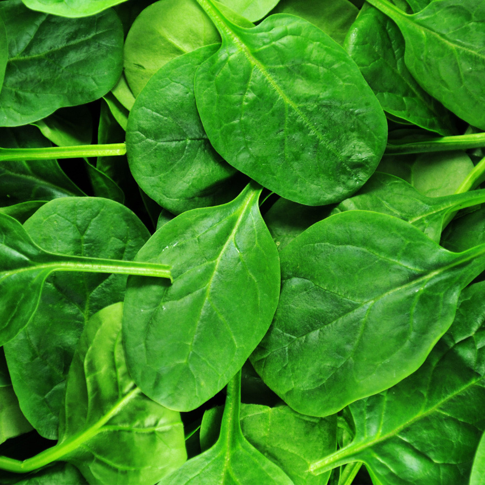 Buy Leafy Greens Seed collection at jparkers.co.uk