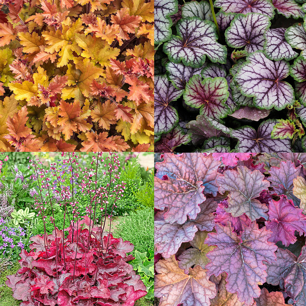 Buy Heuchera Collection B | J. Parker's