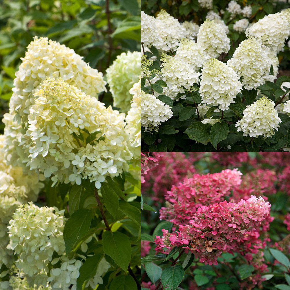 Buy Free Gift - Hydrangea Paniculata Collection at jparkers.co.uk