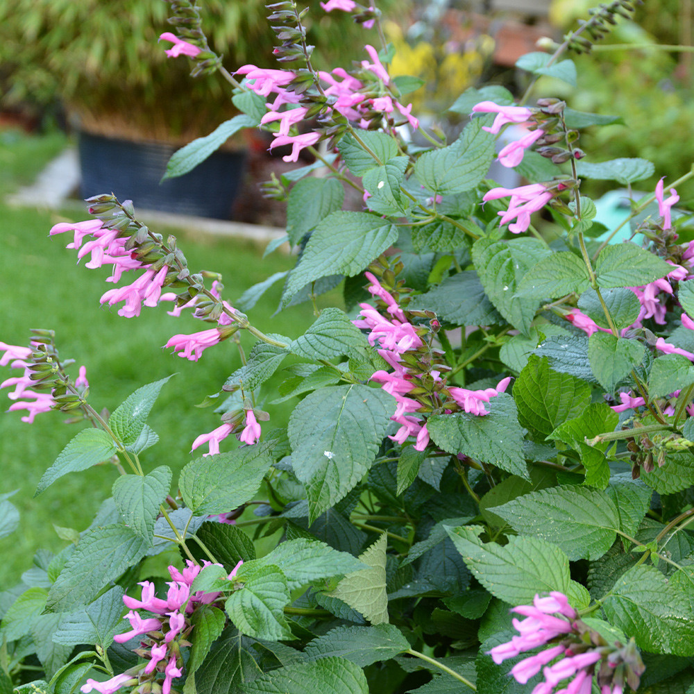 Salvia Amistad Pink (P9) - JParkers