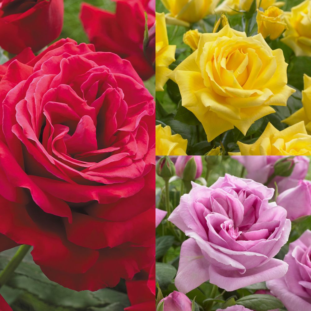 Buy Rose Perfume Collection B (3) at jparkers.co.uk