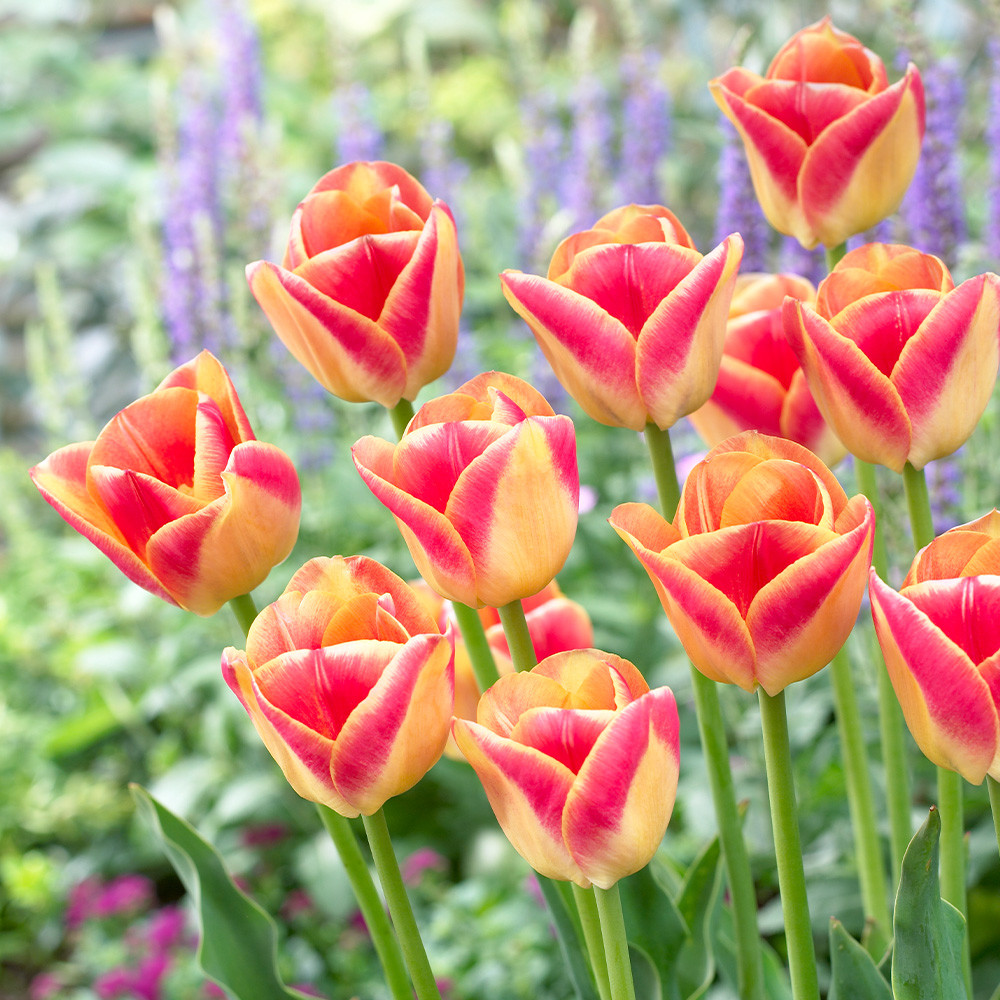 Buy Tulip Candy Corner at jparkers.co.uk