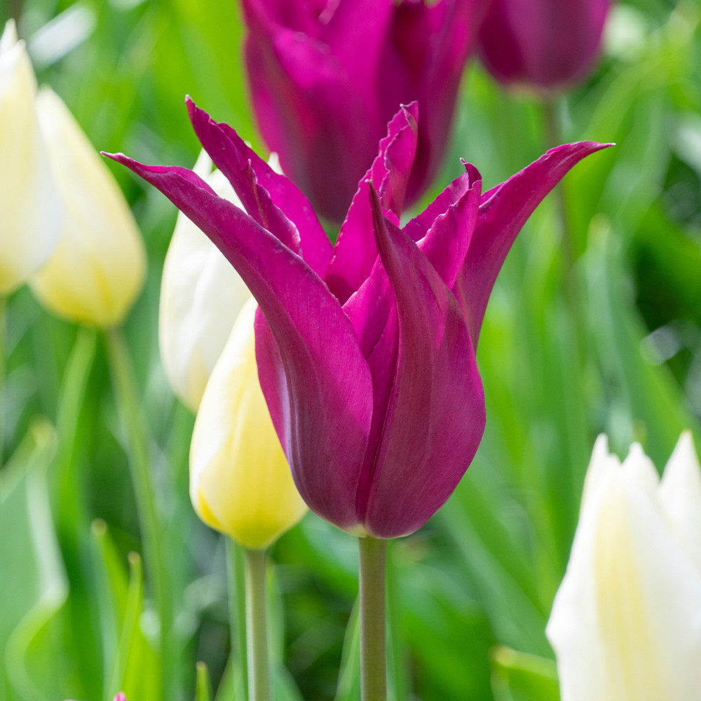 Buy Tulip Purple Heart at jparkers.co.uk
