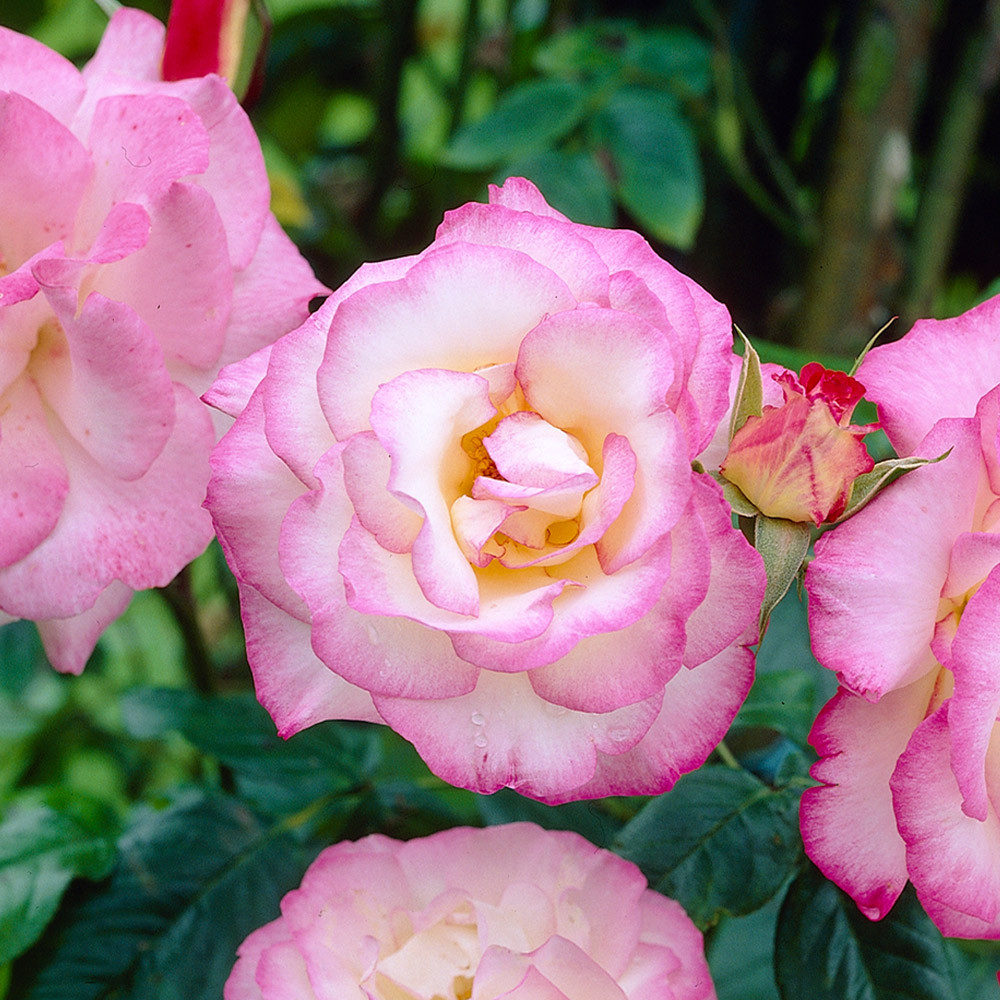 Buy Rose Climbing Handel Potted at jparkers.co.uk