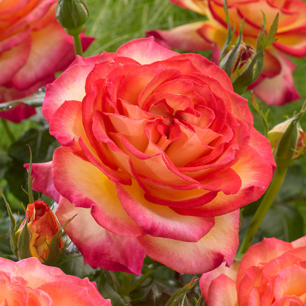 Buy Rose Bicolette Potted at jparkers.co.uk