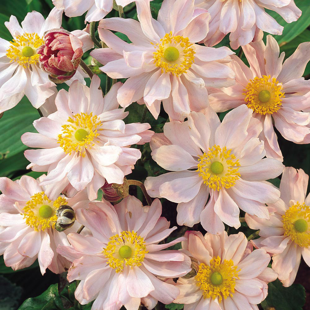 Buy Anemone hybrida Königin Charlotte Potted at jparkers.co.uk