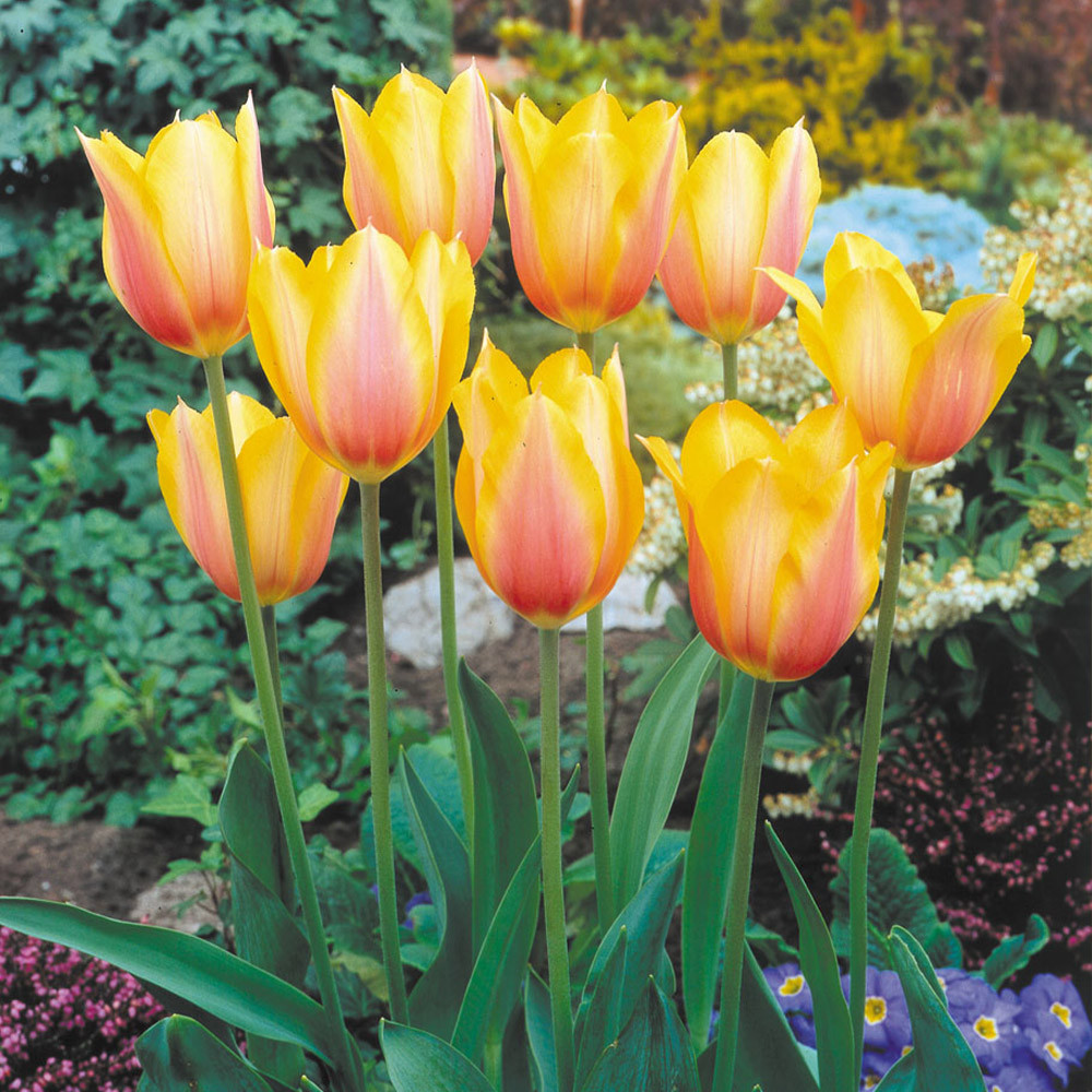 Buy Tulip Blushing Lady at jparkers.co.uk