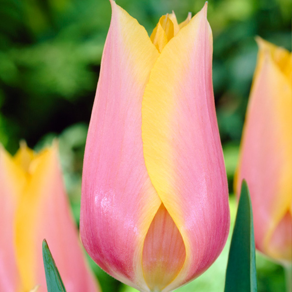 Buy Tulip Blushing Lady at jparkers.co.uk