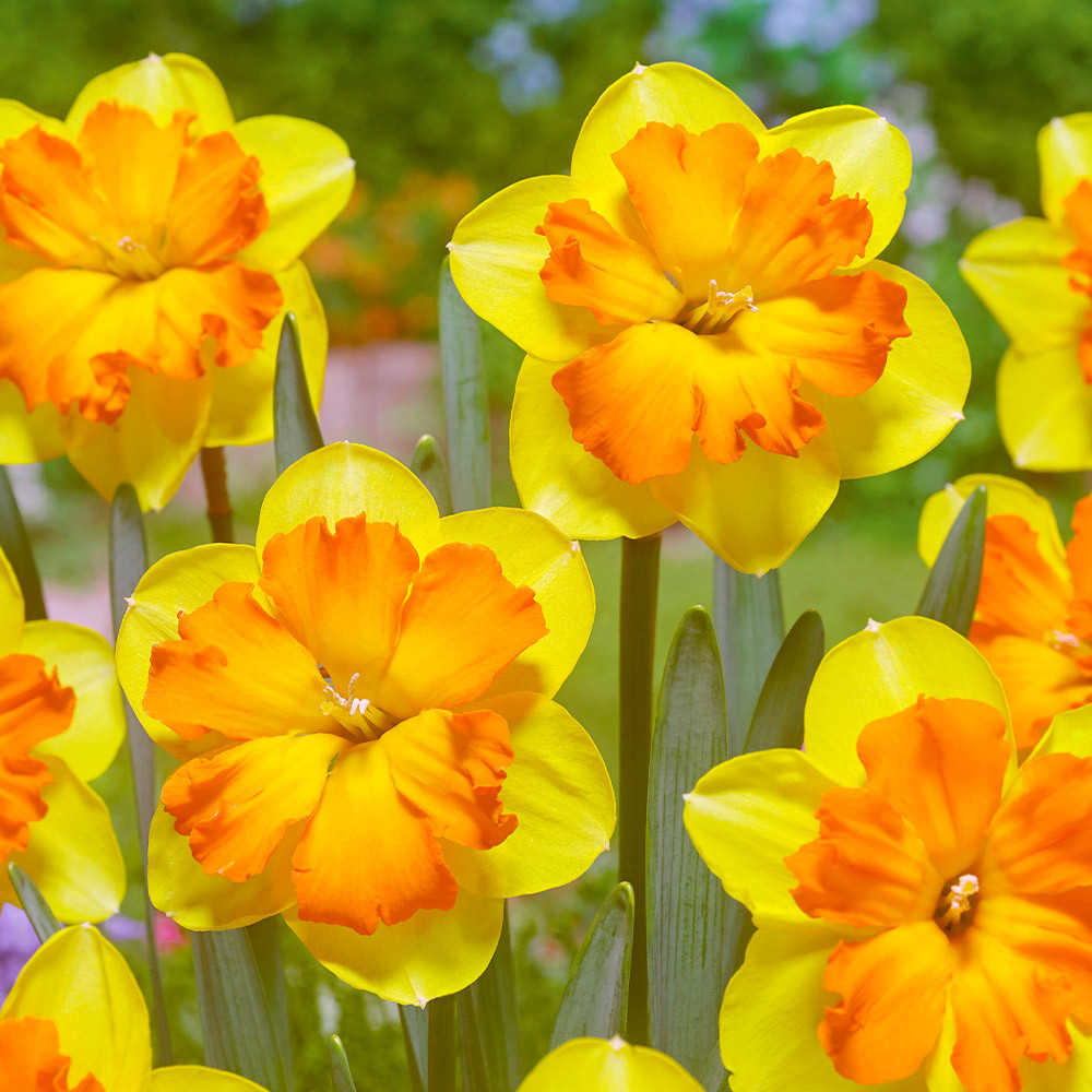 Buy Narcissus Congress at jparkers.co.uk