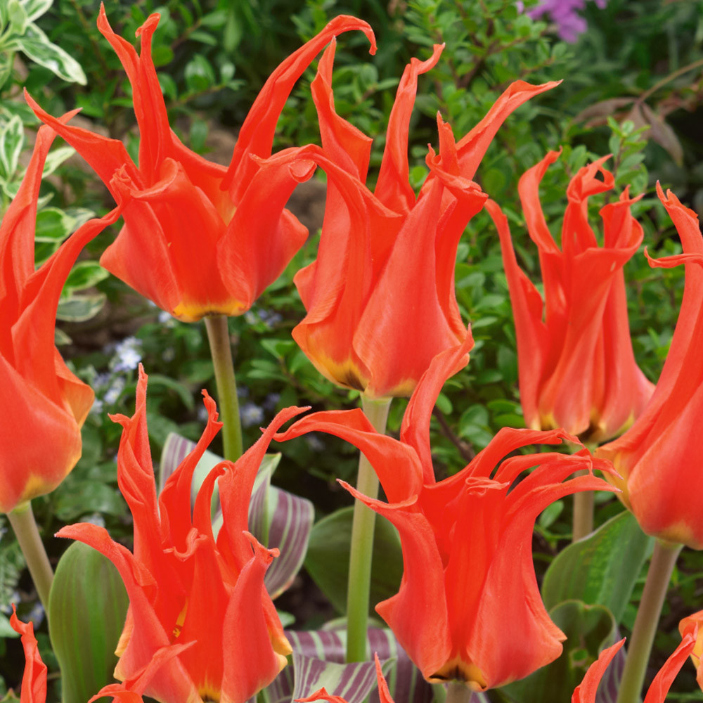 Buy Tulip Rigas Barikades at jparkers.co.uk