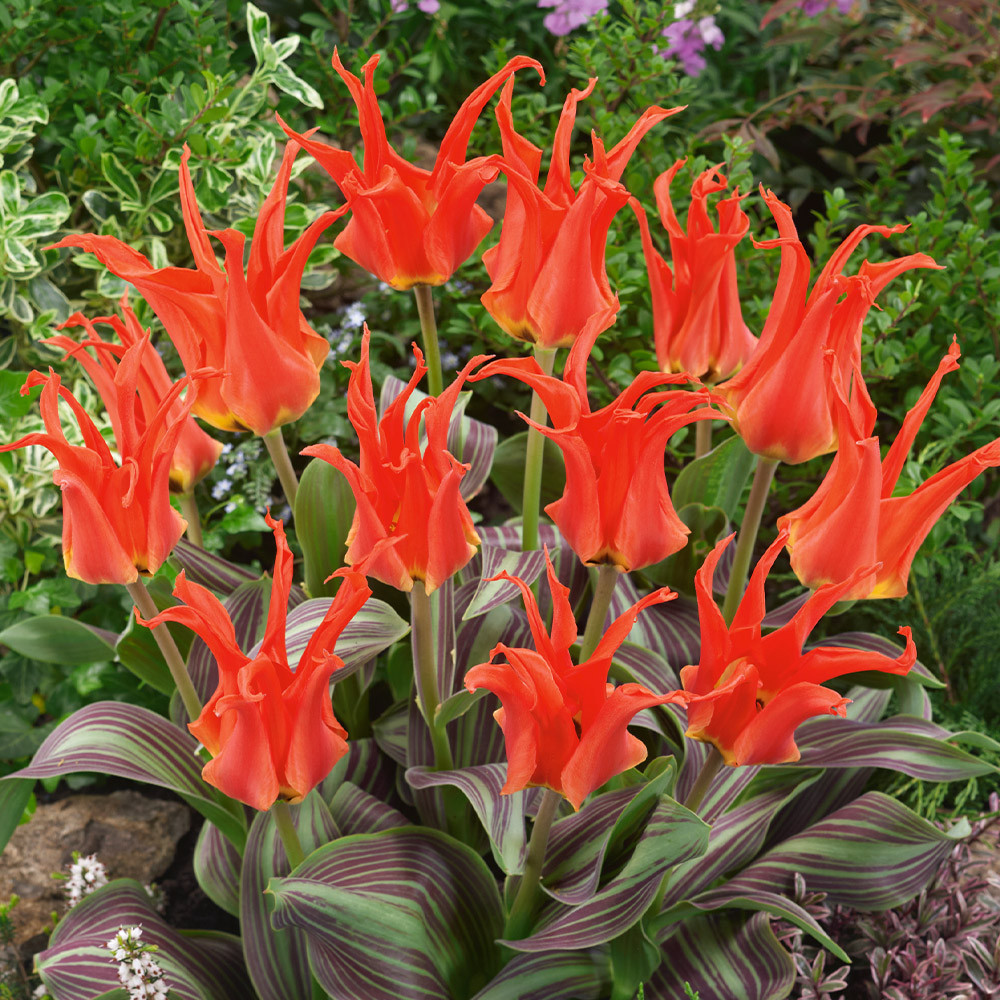 Buy Tulip Rigas Barikades at jparkers.co.uk