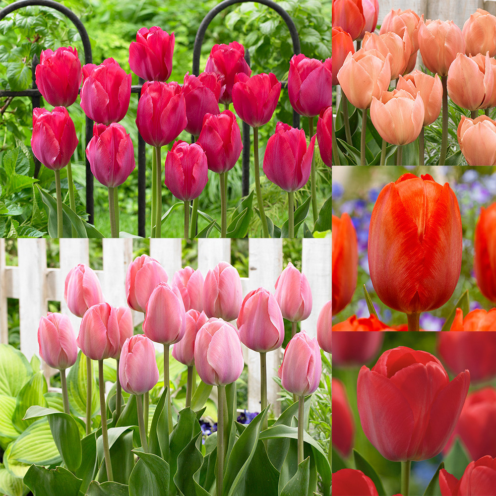Buy Tulip Van Eijk Collection at jparkers.co.uk
