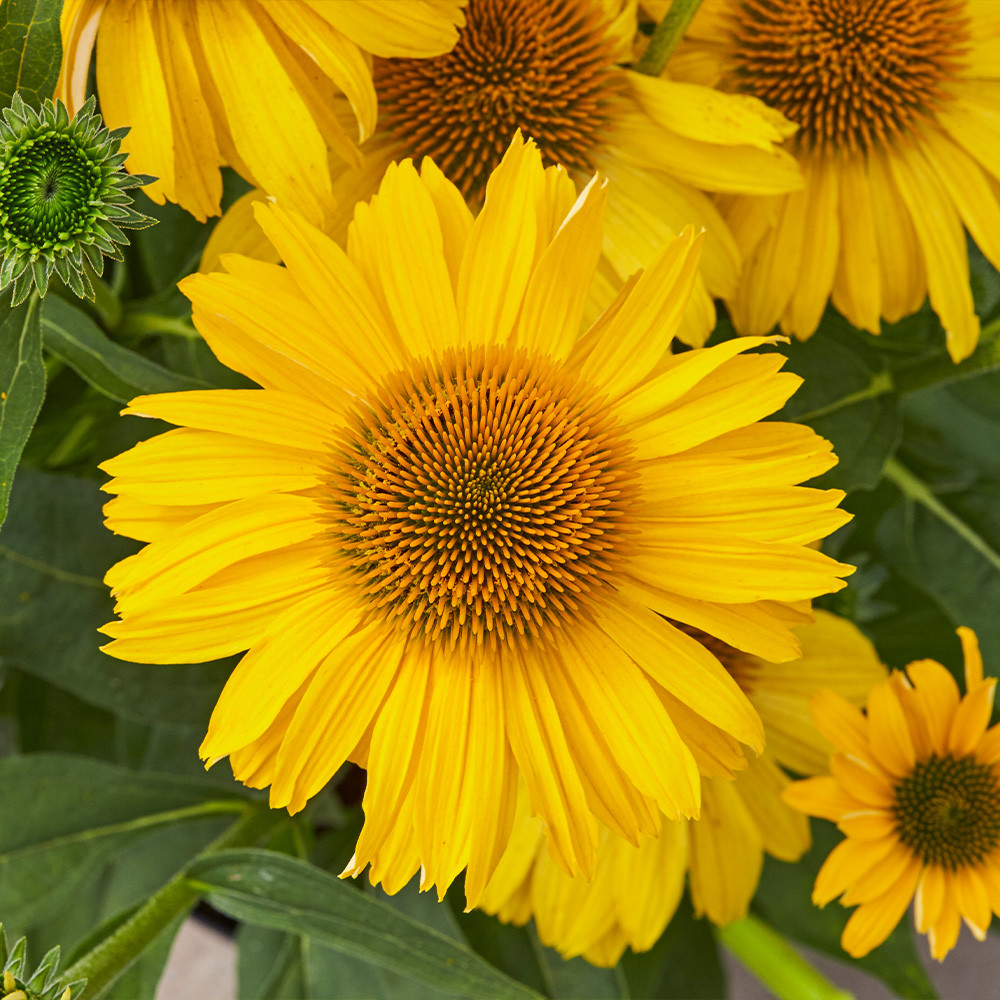Buy Echinacea Papallo Classic Deep Yellow at jparkers.co.uk
