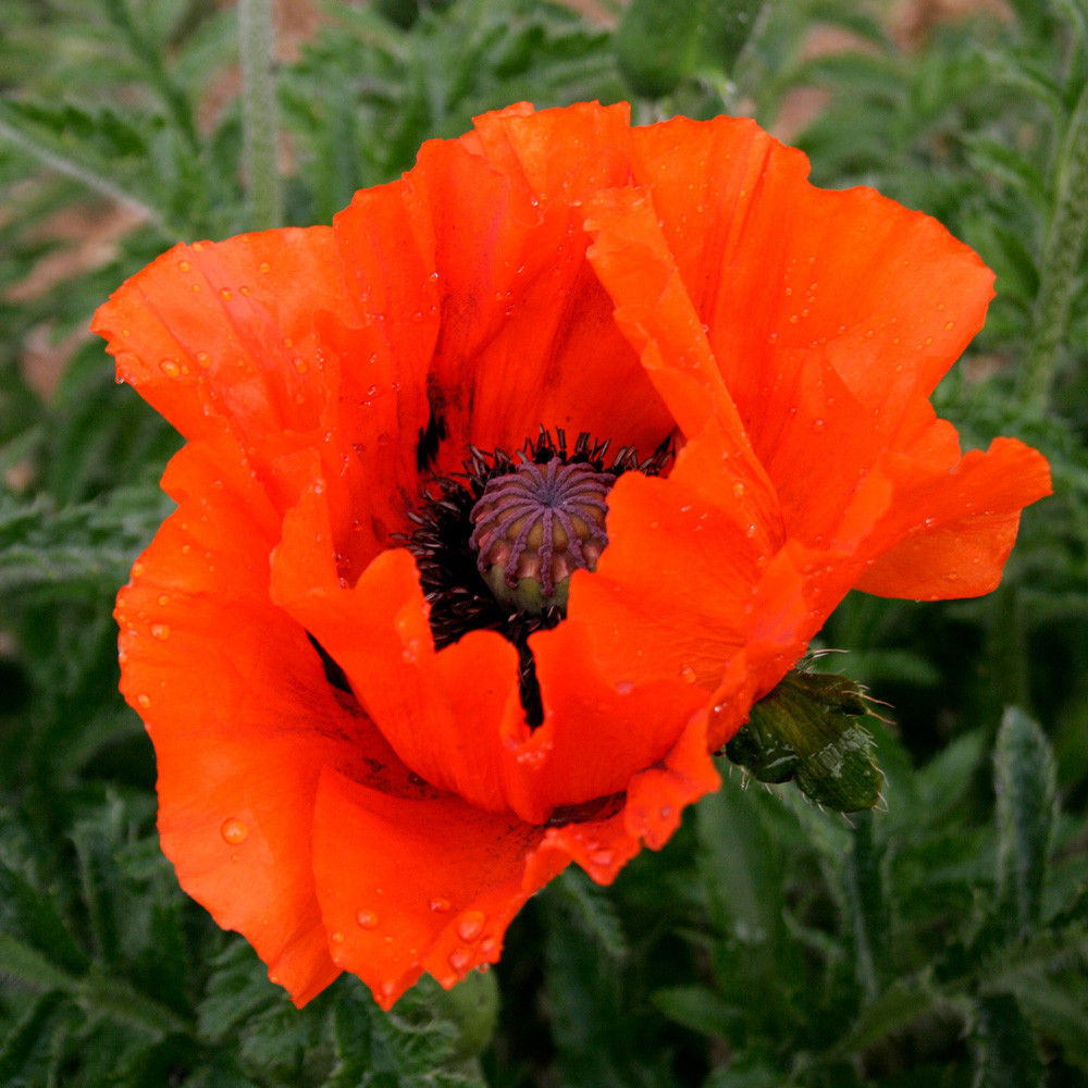 Papaver Allegro