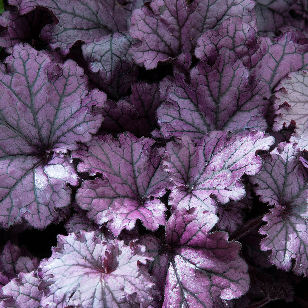 Buy Heuchera Collection A at jparkers.co.uk
