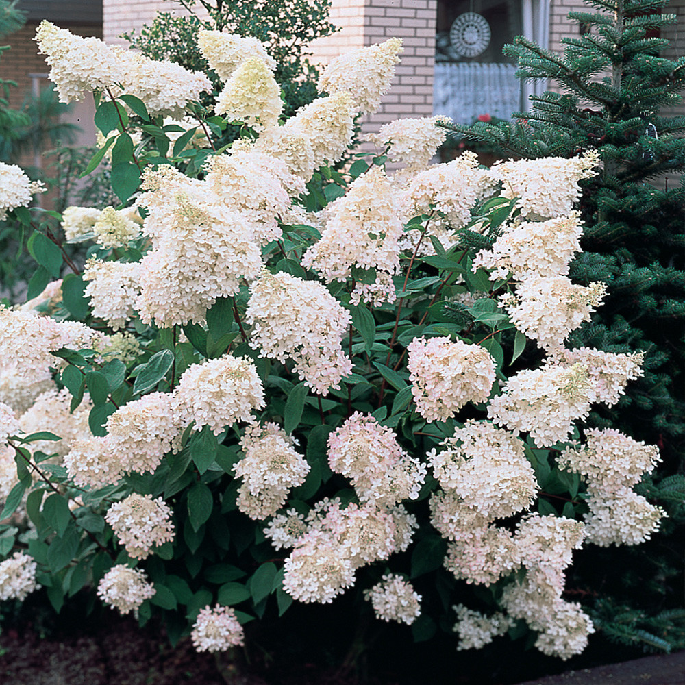 Buy Hydrangea pan. Collection Unusual x 3 at jparkers.co.uk