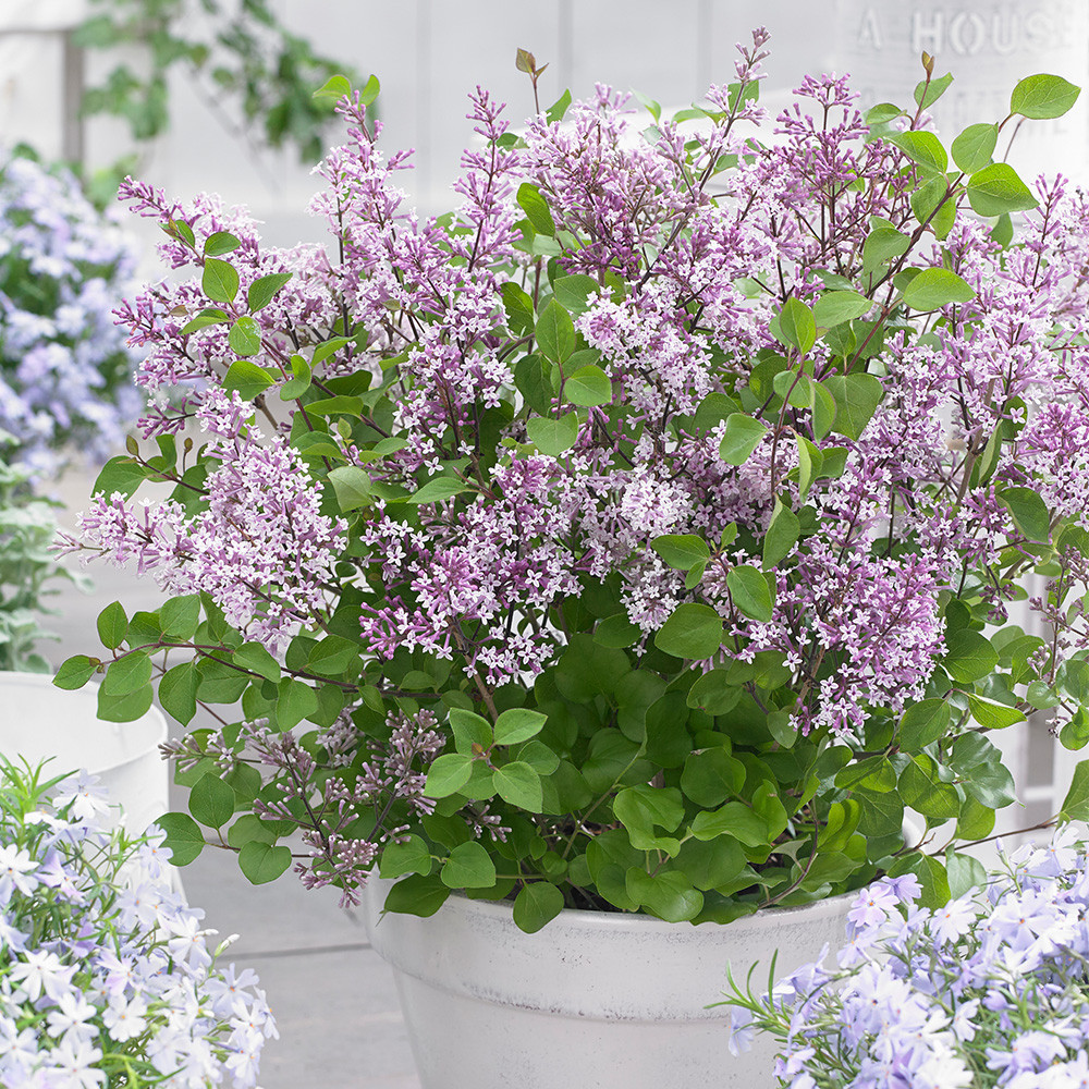 Buy Syringa Flowerfesta Purple at jparkers.co.uk