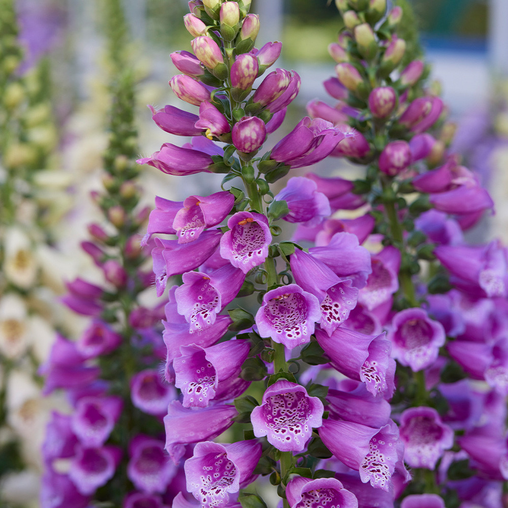 Buy Digitalis purpurea Dalmatian Purple at jparkers.co.uk