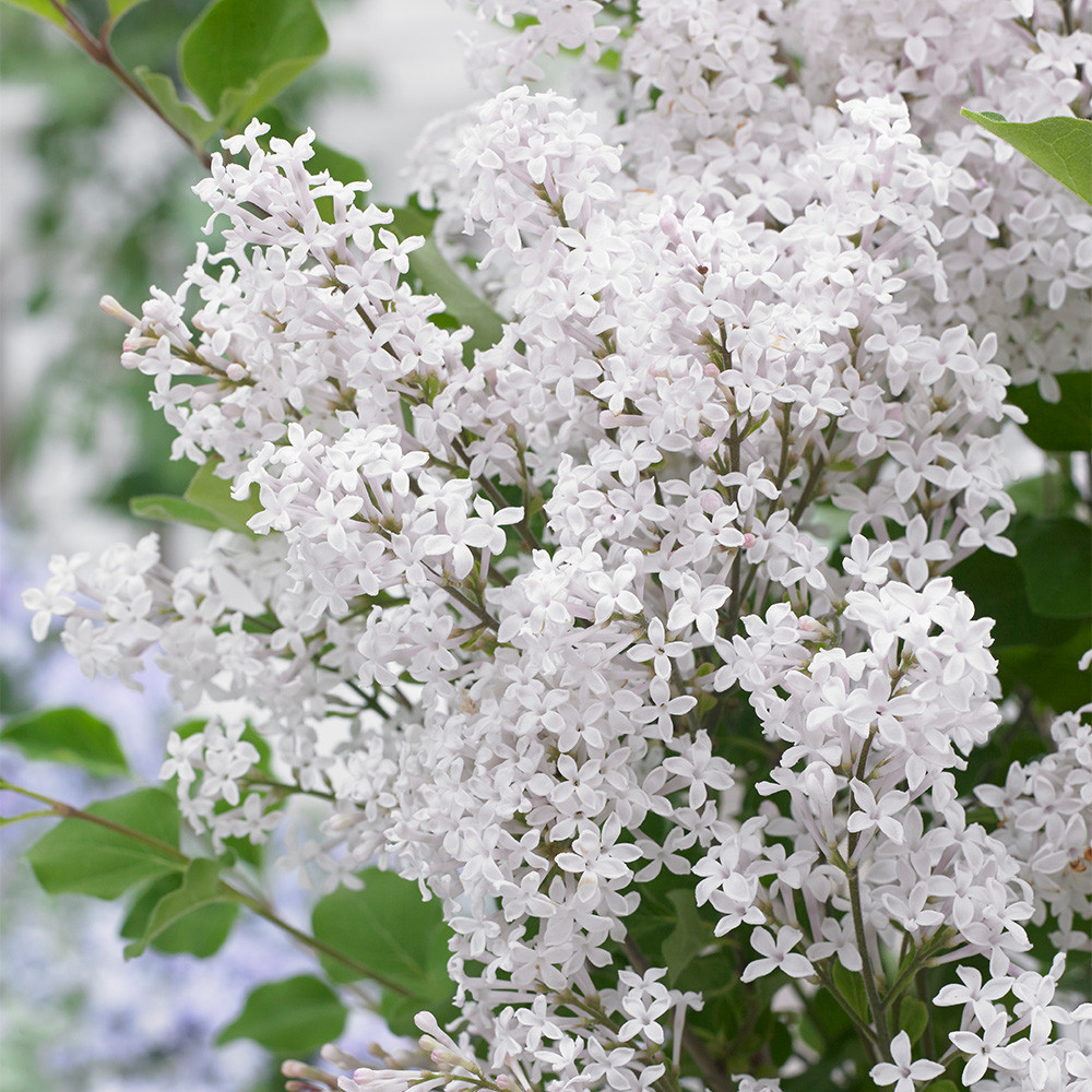 Buy Syringa Flowerfesta Collection at jparkers.co.uk