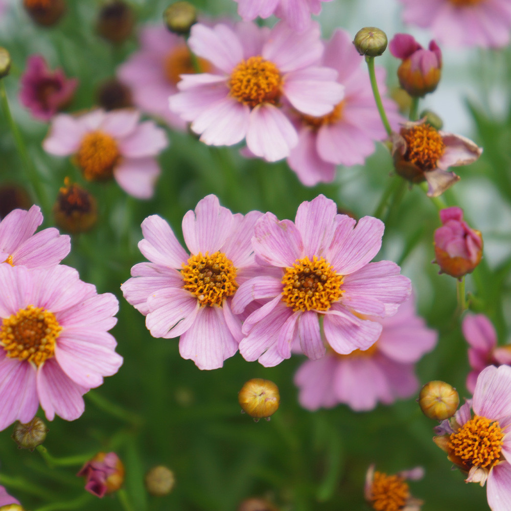 Buy Coreopsis Twinklebells Pink at jparkers.co.uk