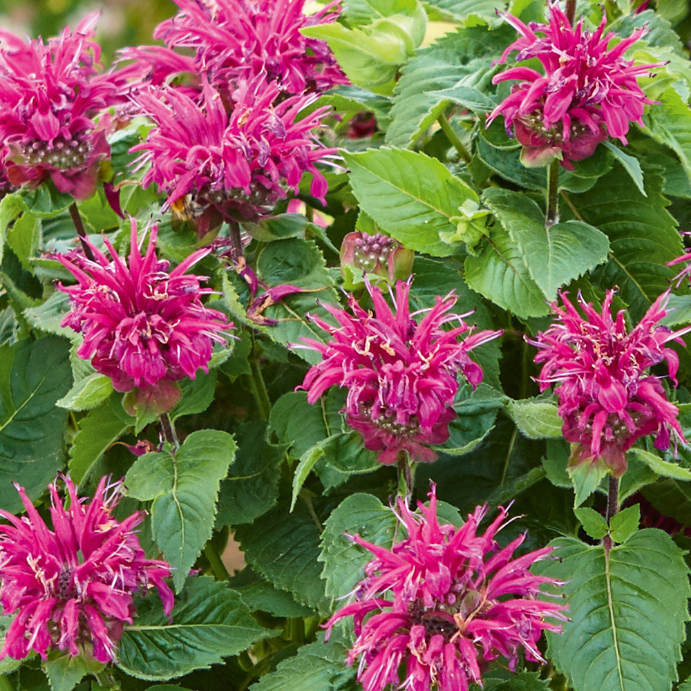 Buy Monarda Purple(Melua Violet) at jparkers.co.uk