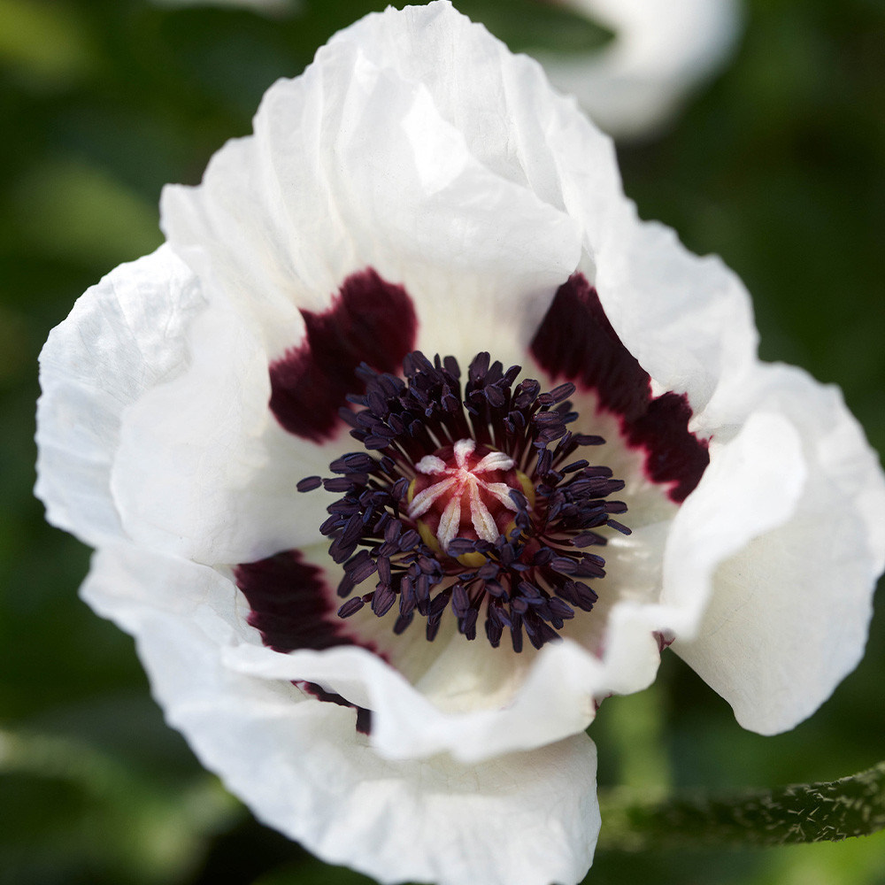 Buy Papaver Checkers at jparkers.co.uk