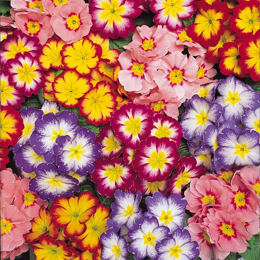 Buy Primula Alaska Bicolour Mix at jparkers.co.uk