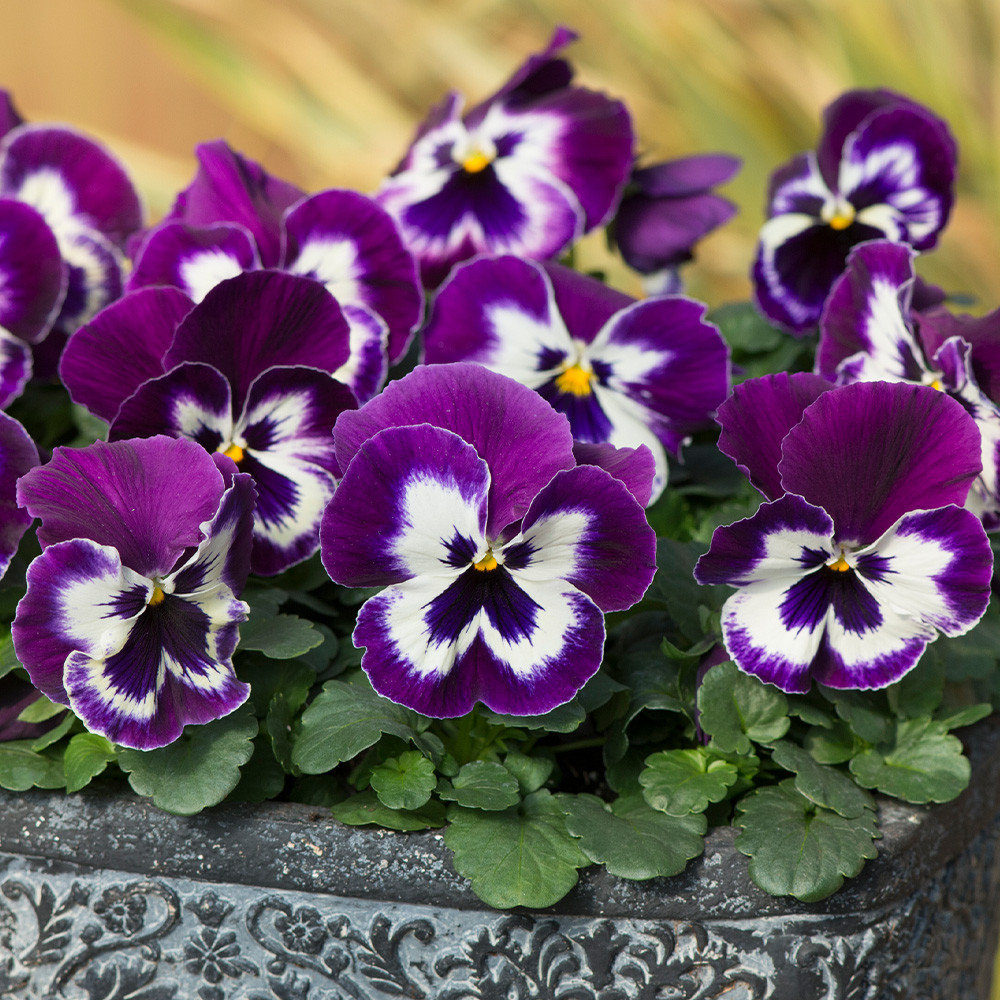 Buy Pansy Matrix Purple & White at jparkers.co.uk