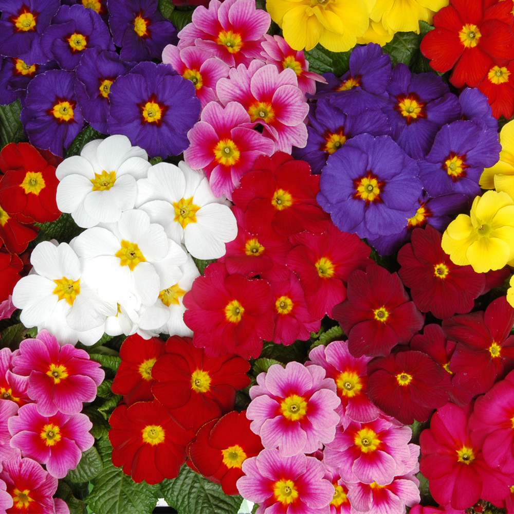 Buy Primula Wanda XP Mix at jparkers.co.uk