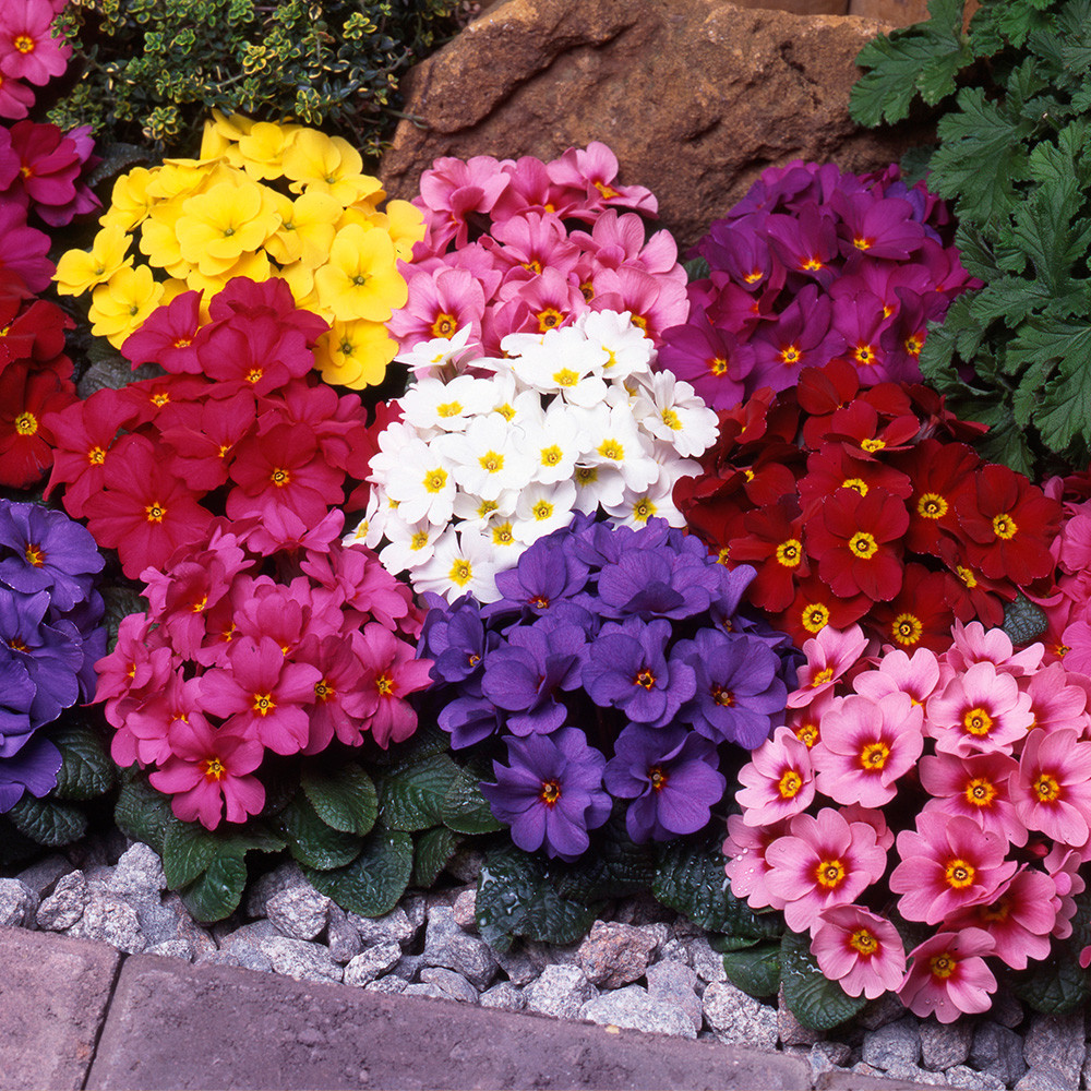 Buy Primula Wanda XP Mix at jparkers.co.uk