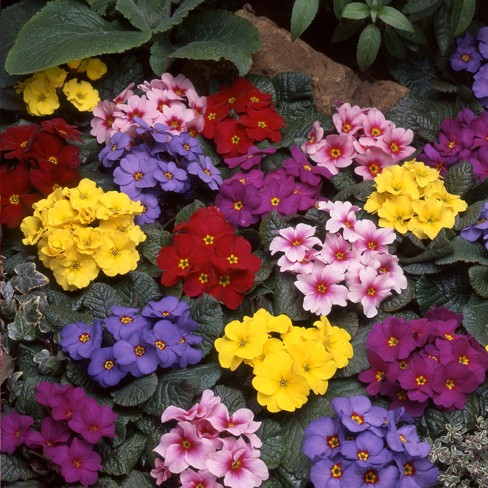 Buy Primula Wanda XP Mix at jparkers.co.uk