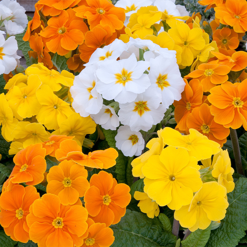 Buy Polyanthus Spring Fever Mix at jparkers.co.uk