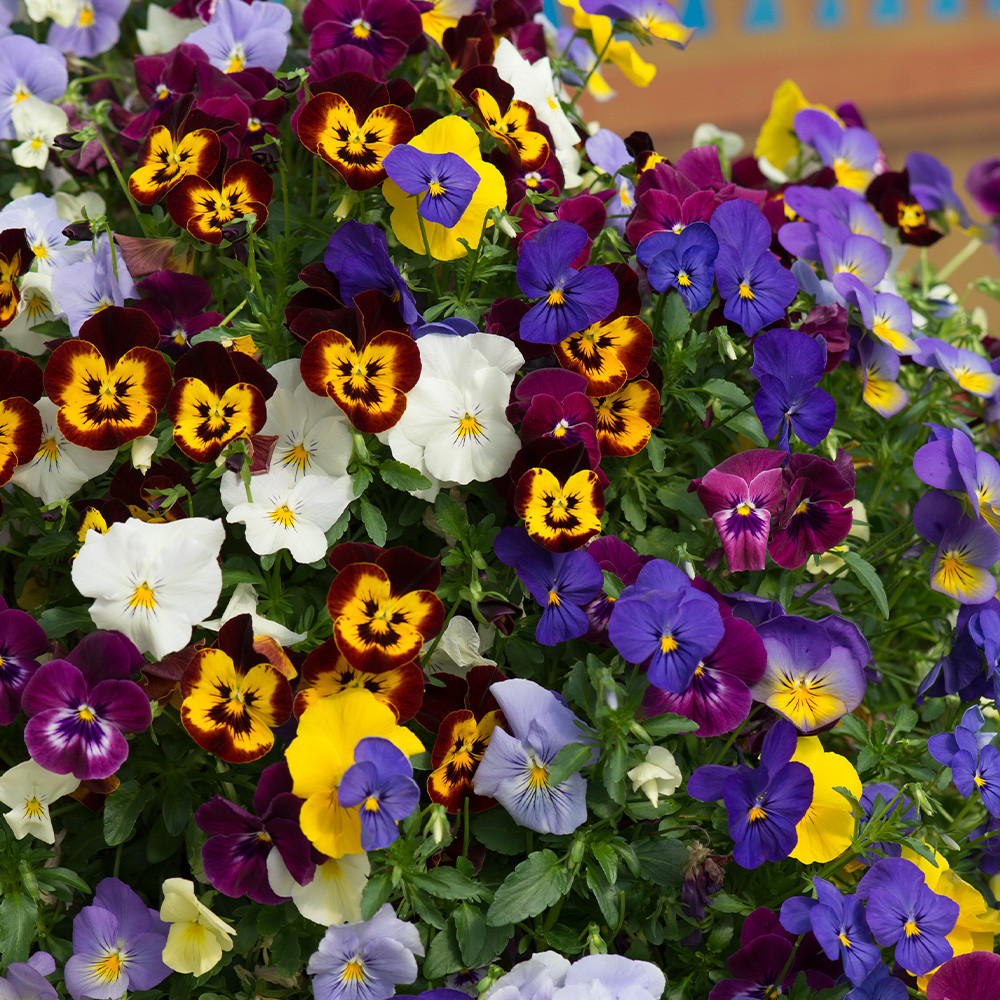 Buy Pansy Cool Wave Mix at jparkers.co.uk