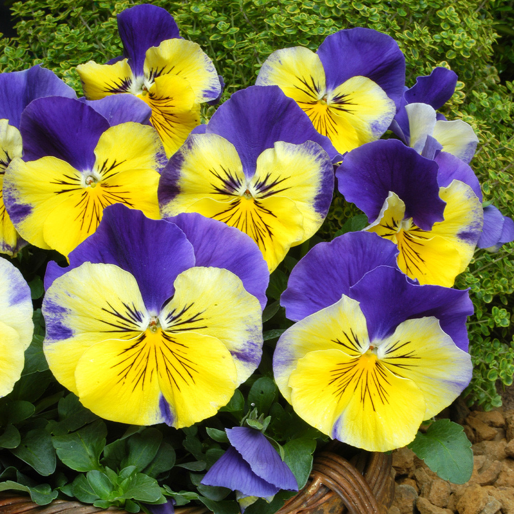 Pansy Morpheus Matrix Matrix® Halloween Mixture Pansy