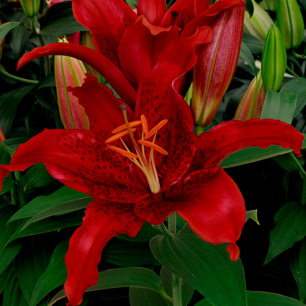 Buy Lilium Red Flash at jparkers.co.uk