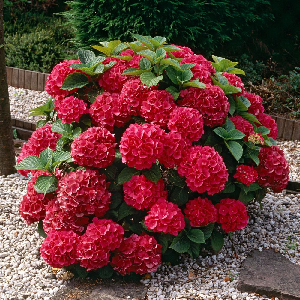 Buy Hydrangea macrophylla Red Mophead at jparkers.co.uk