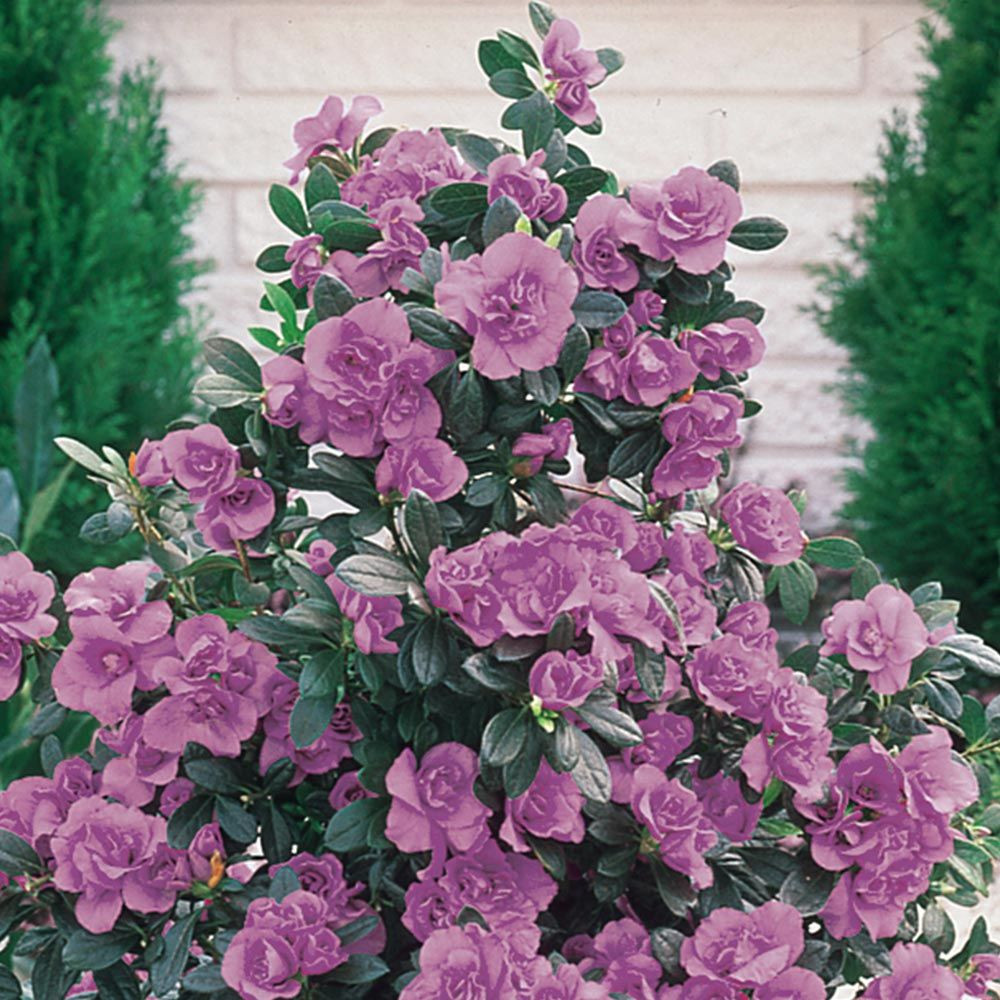 Buy Rhododendron (AJ) 'Lilac' at jparkers.co.uk
