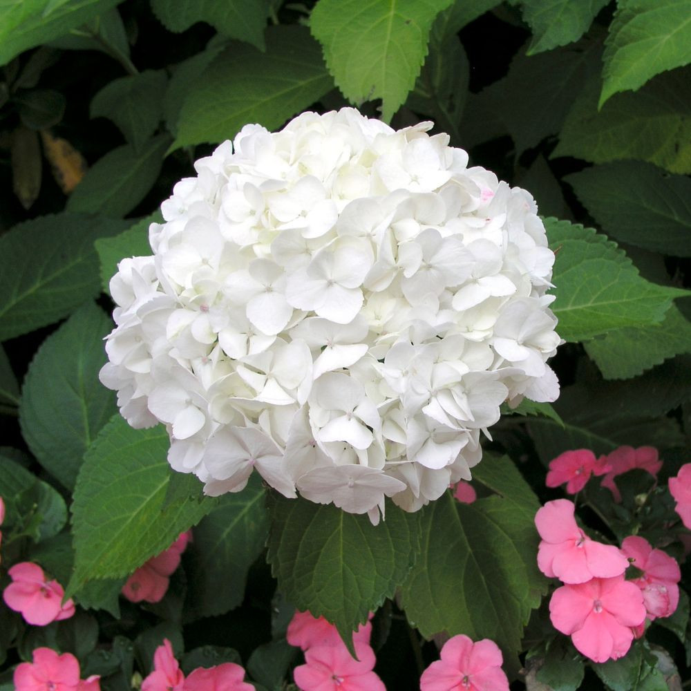 White Mophead Hydrangea Buy Lacecap Hydrangea Hydrangea Macrophylla