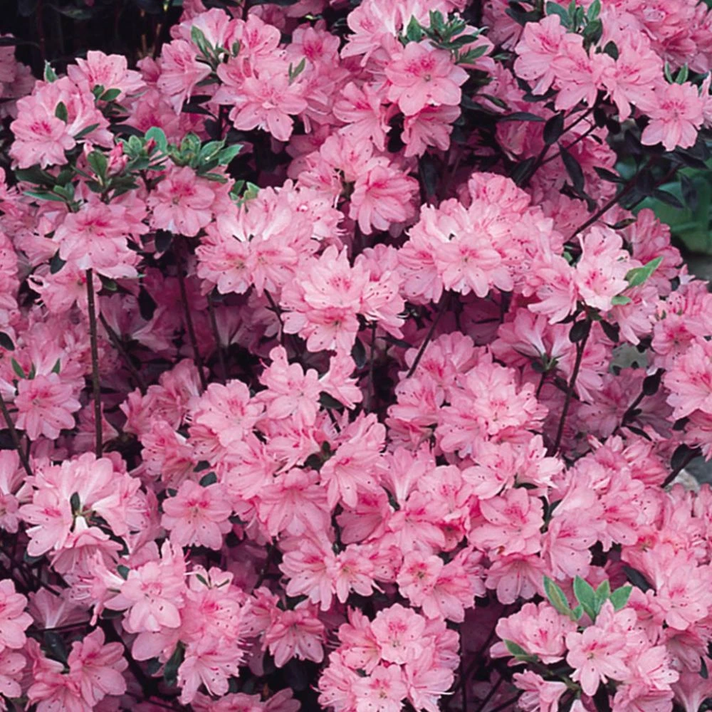 Buy Rhododendron (AJ) 'Pink' at jparkers.co.uk