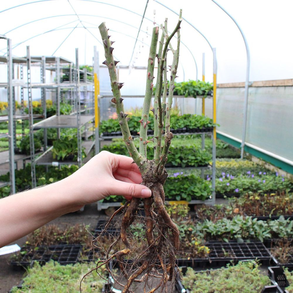 Buy Rosa rugosa 'Alba at jparkers.co.uk