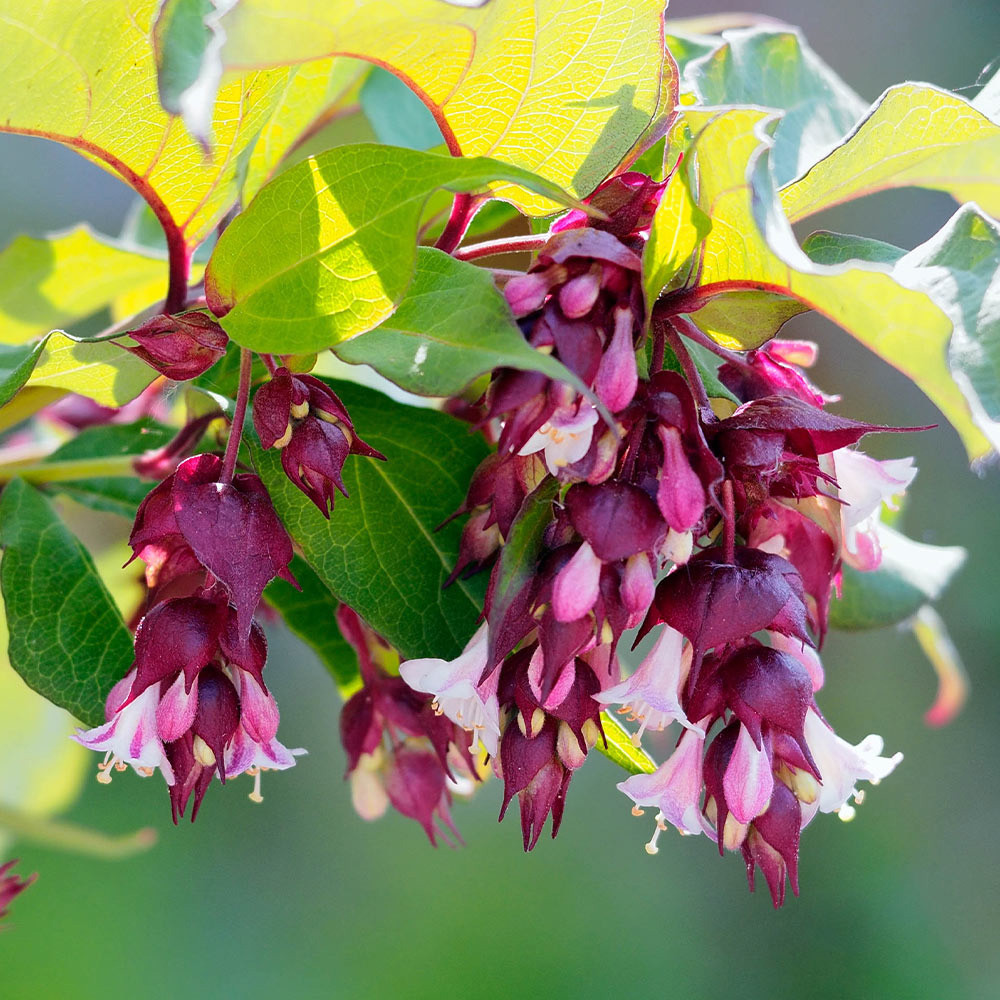 Buy Leycesteria formosa at jparkers.co.uk