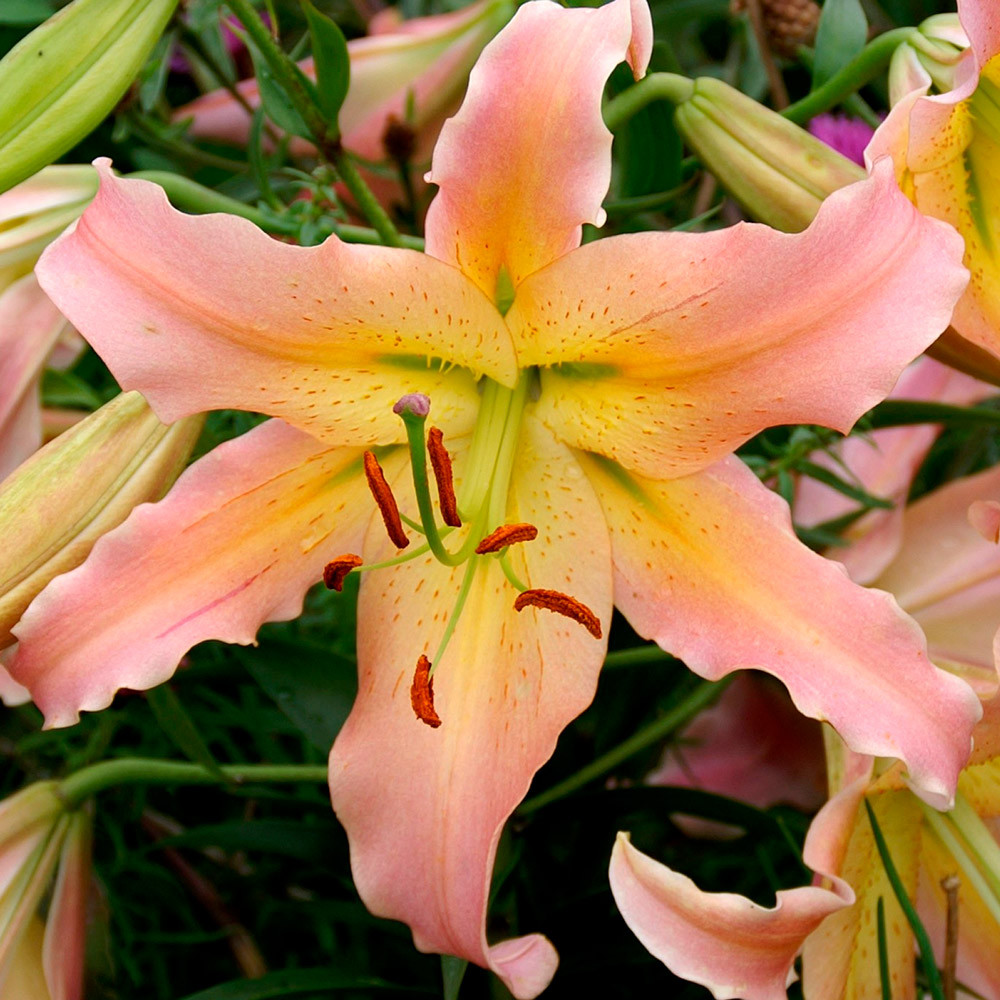 Buy Lilium Elusive at jparkers.co.uk