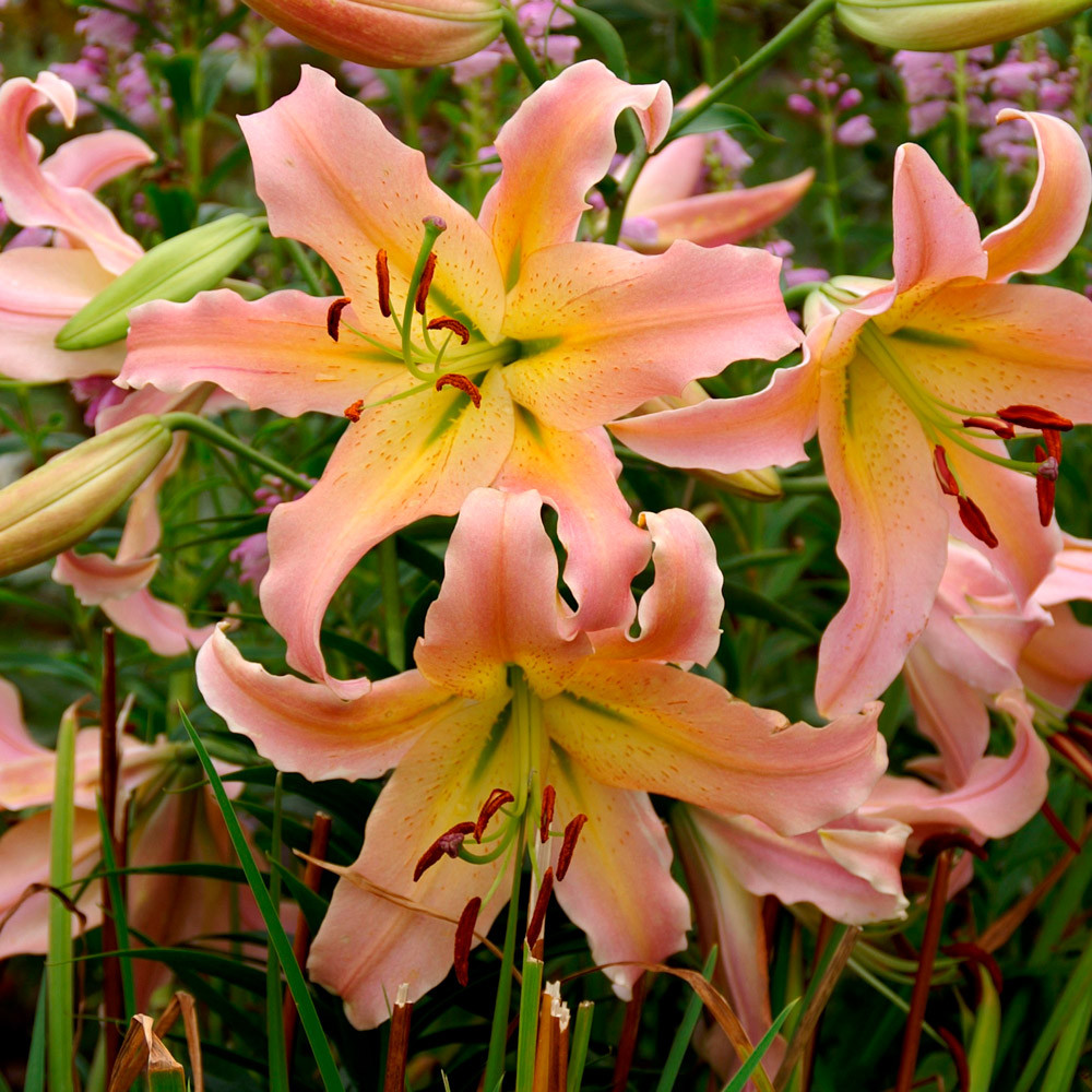 Buy Lilium Elusive at jparkers.co.uk