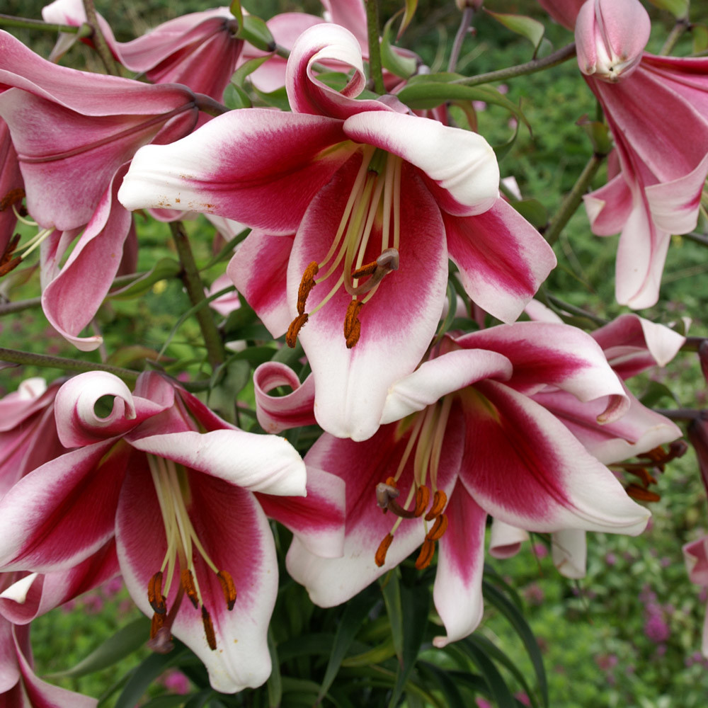 Buy Lilium Friso at jparkers.co.uk