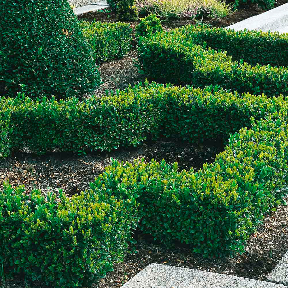 Buy Common Box Hedging at jparkers.co.uk