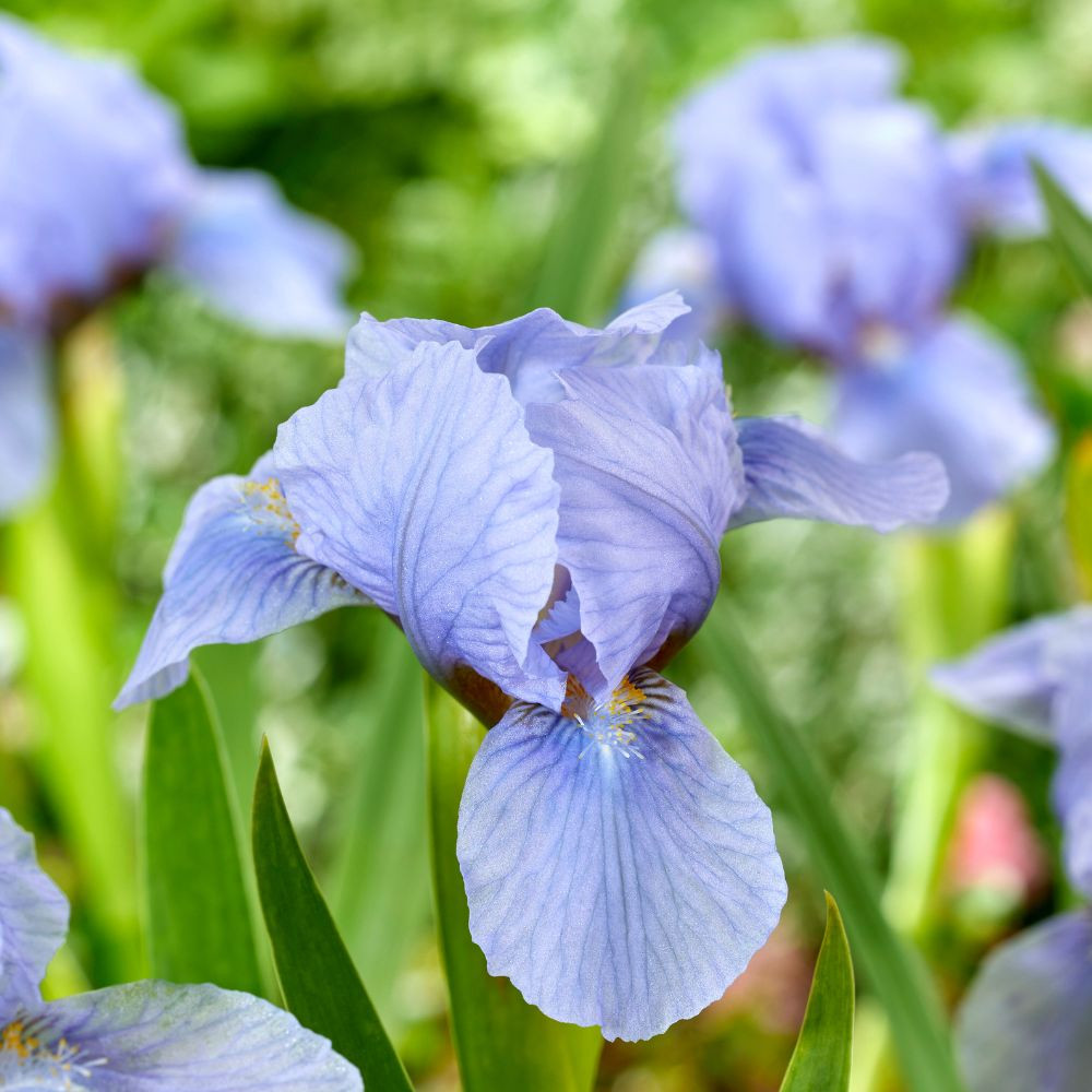 Buy Iris pumila 'Azurea' at jparkers.co.uk