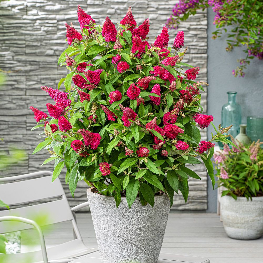 Buy Buddleja davidii Butterfly Candy Little Collection at jparkers.co.uk