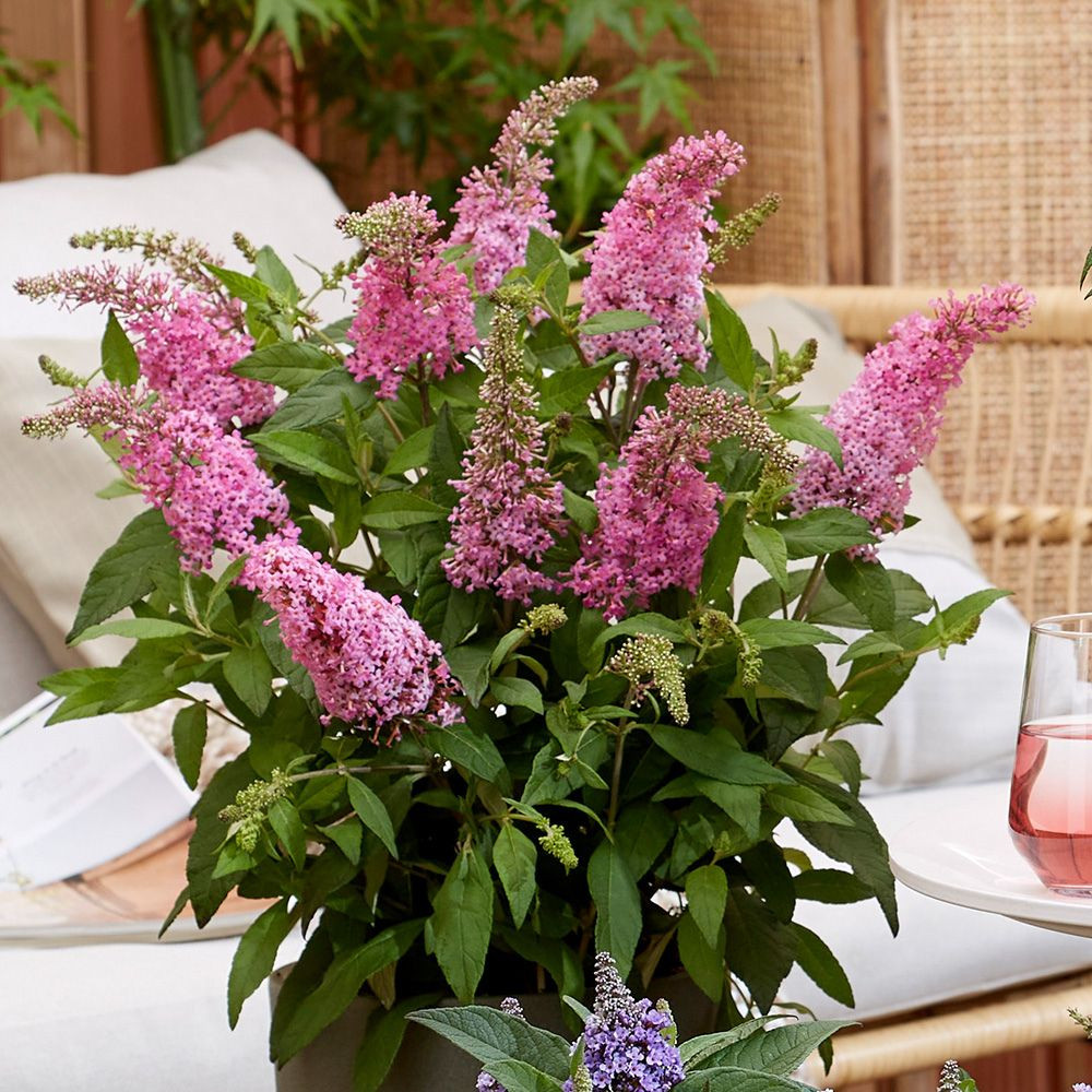Buy Buddleja davidii Butterfly Candy Little Collection at jparkers.co.uk
