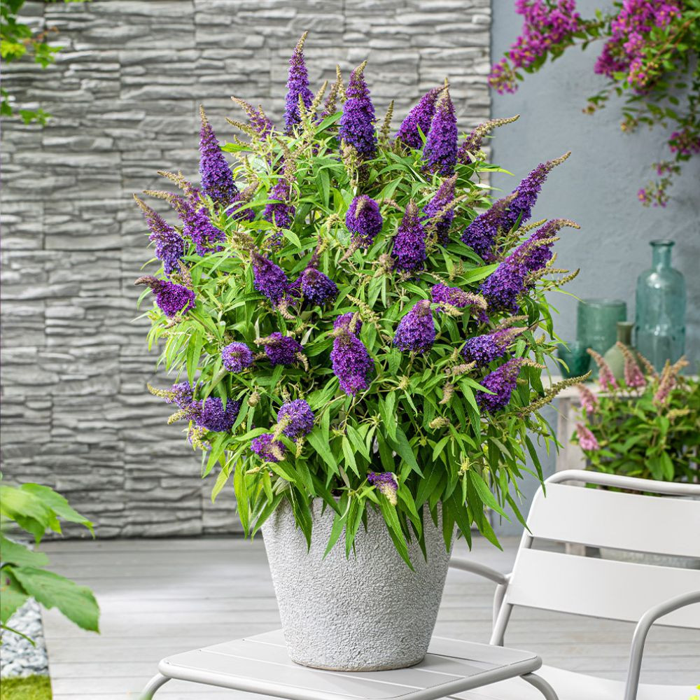 Buy Buddleja davidii Butterfly Candy Little Collection at jparkers.co.uk