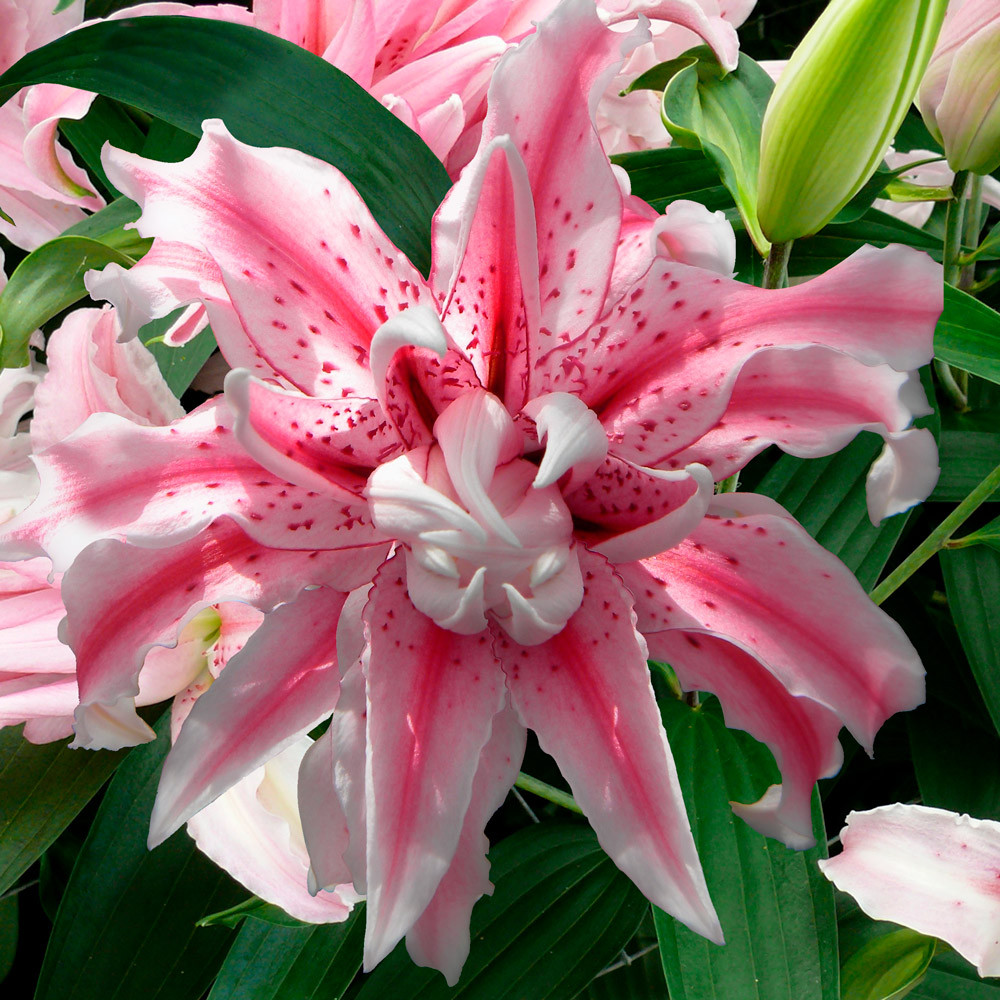 Buy Lilium Magic Star at jparkers.co.uk